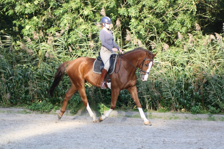 Tienjarige vosruin Negro x G Ramiro Z | Bokt.nl
