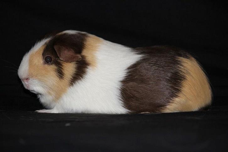 Cavia's 4x Beer / 1x Zeug zoeken goed tehuis! | Bokt.nl