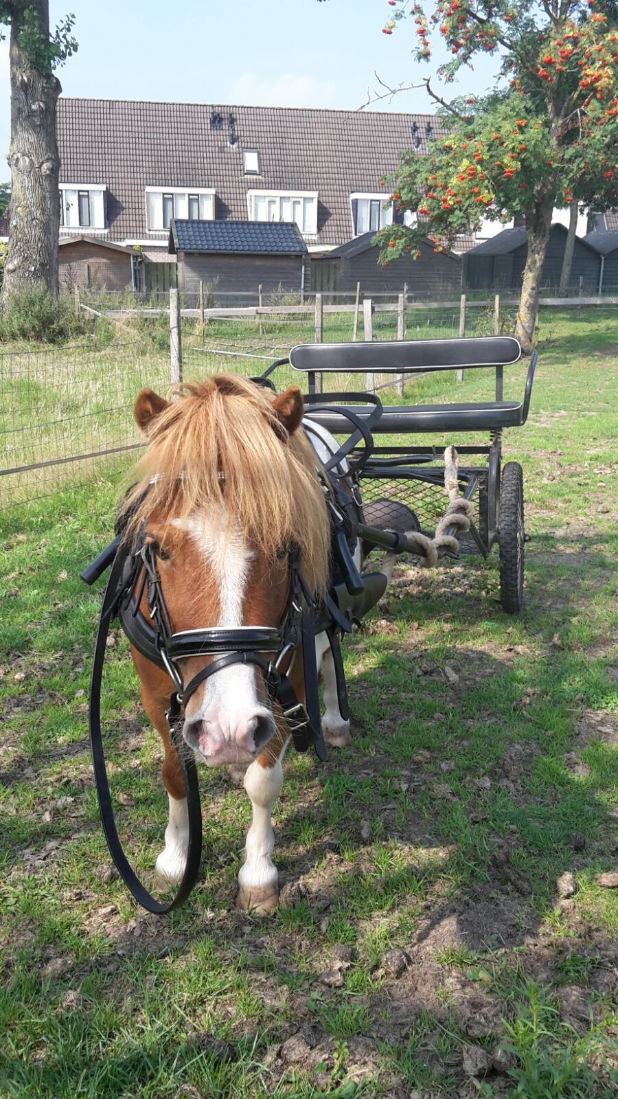 (Mini) Shetlander sulky + tuig | Bokt.nl
