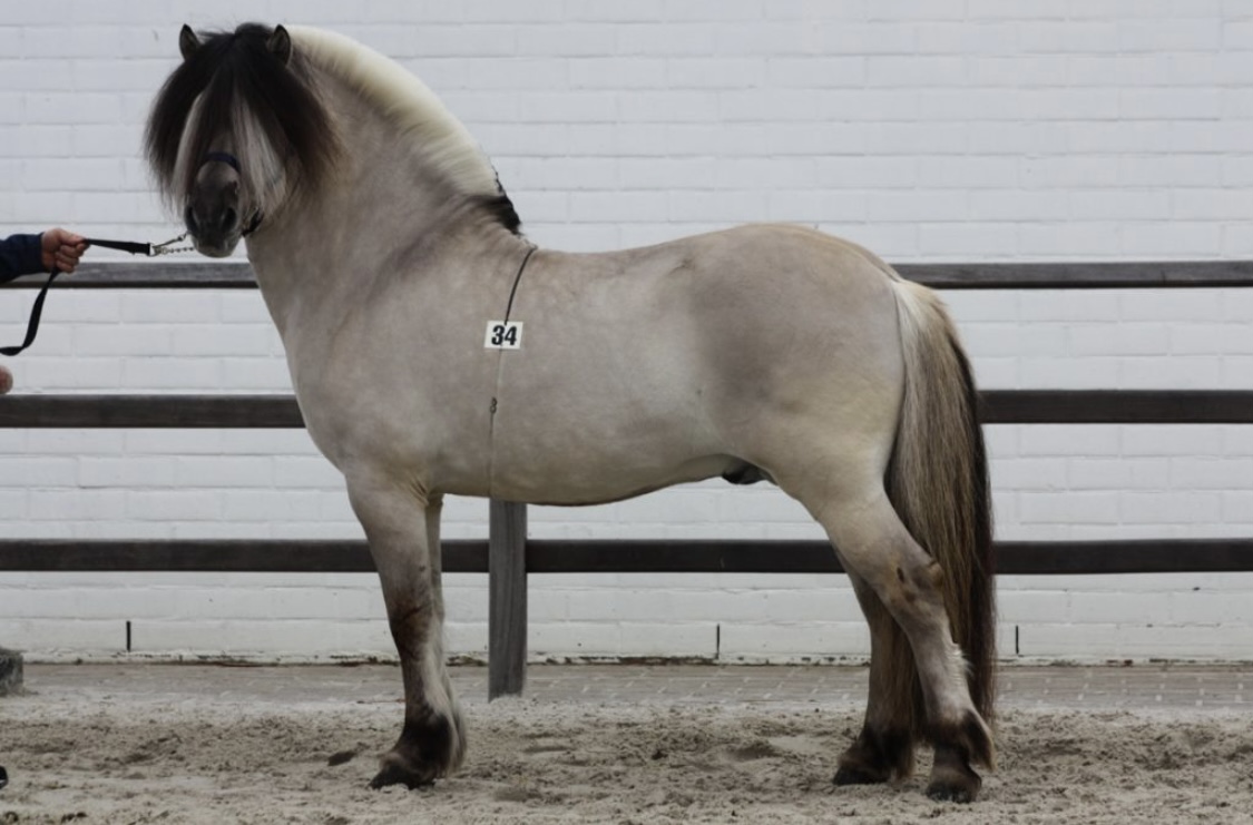 Gra Fjord jaarling te koop (FOKKERIJ) | Bokt.nl