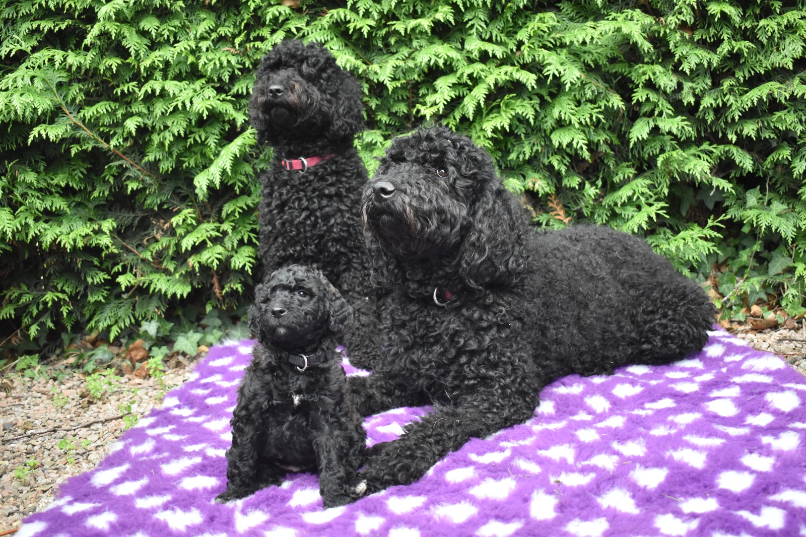 F4 multigen Labradoodle pups zoeken goed huisje | Bokt.nl