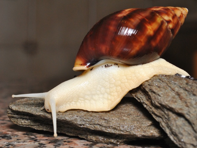 Afrikaanse Reuzenslak (achatina fulica white jade) | Bokt.nl