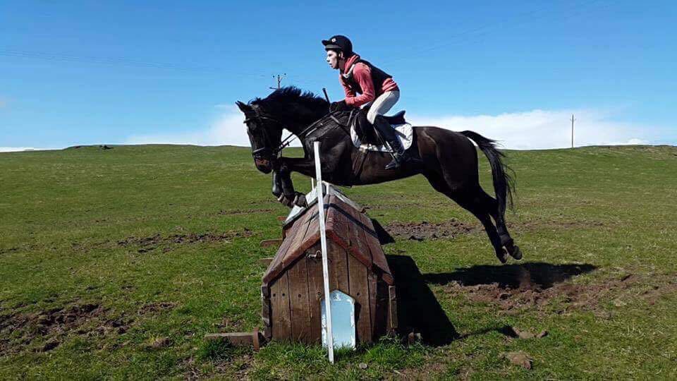 Spring paard | Bokt.nl
