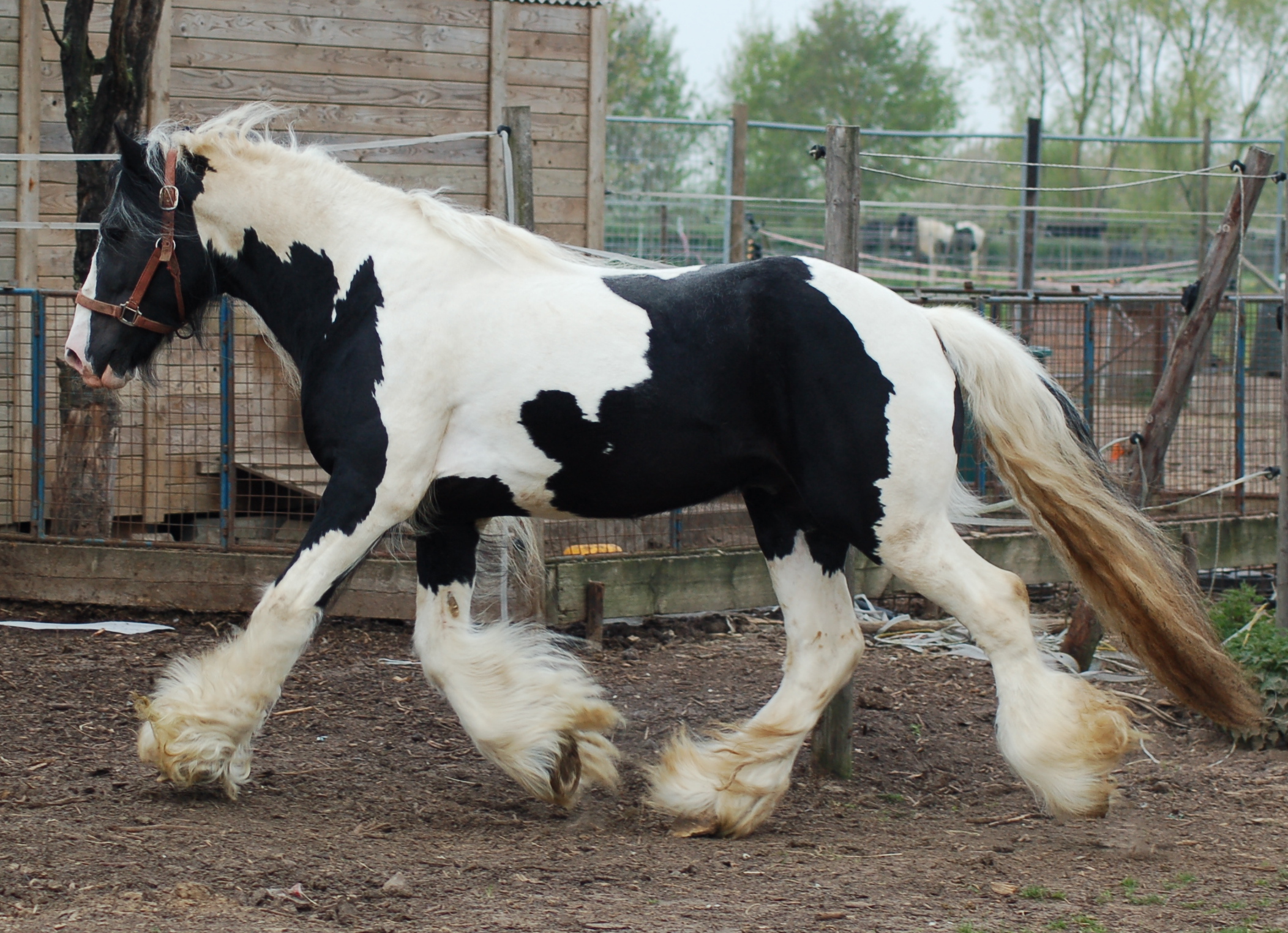 tinker / irish cob hengst | Bokt.nl
