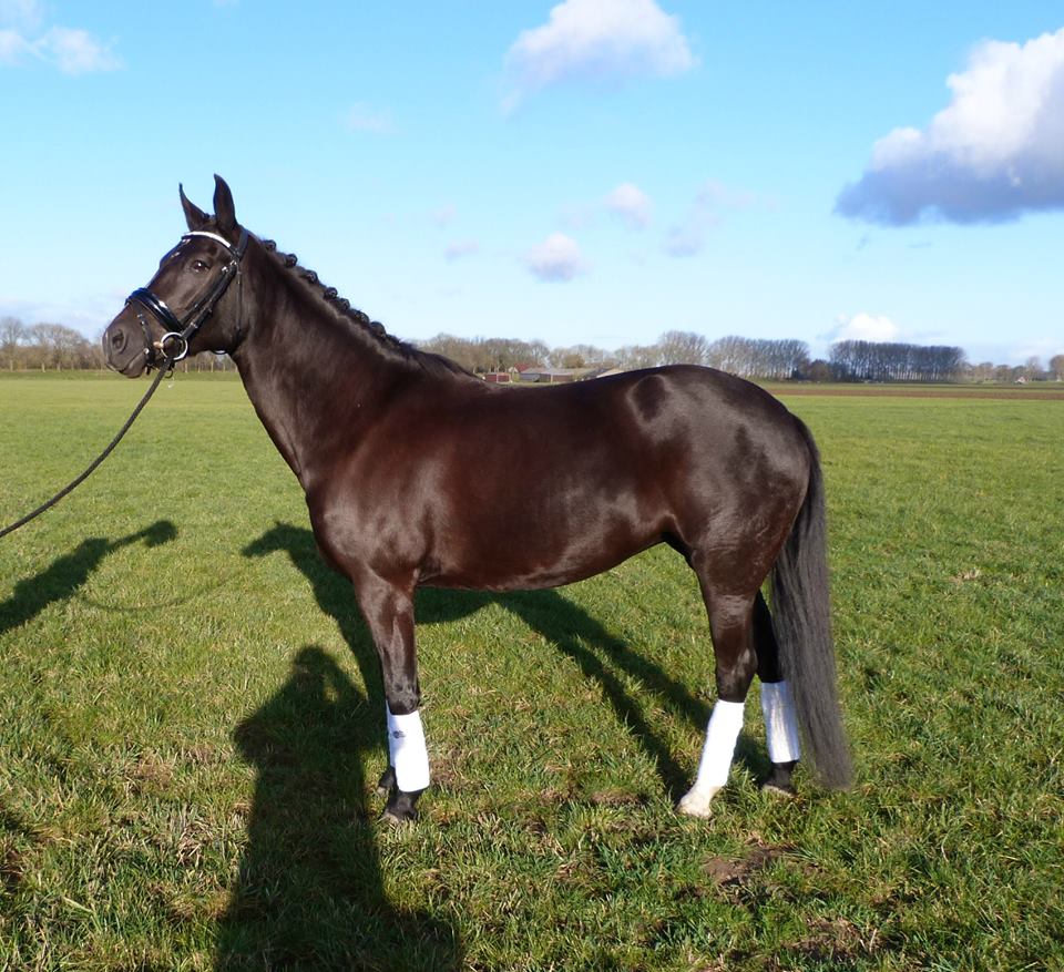 Mooie lieve zwarte D pony | Bokt.nl