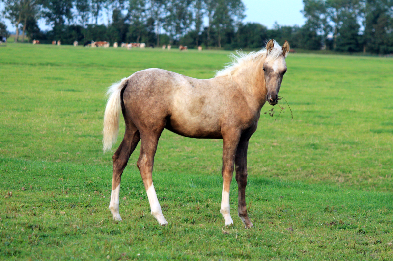 Apart sooty palomino veulen *verkocht* | Bokt.nl