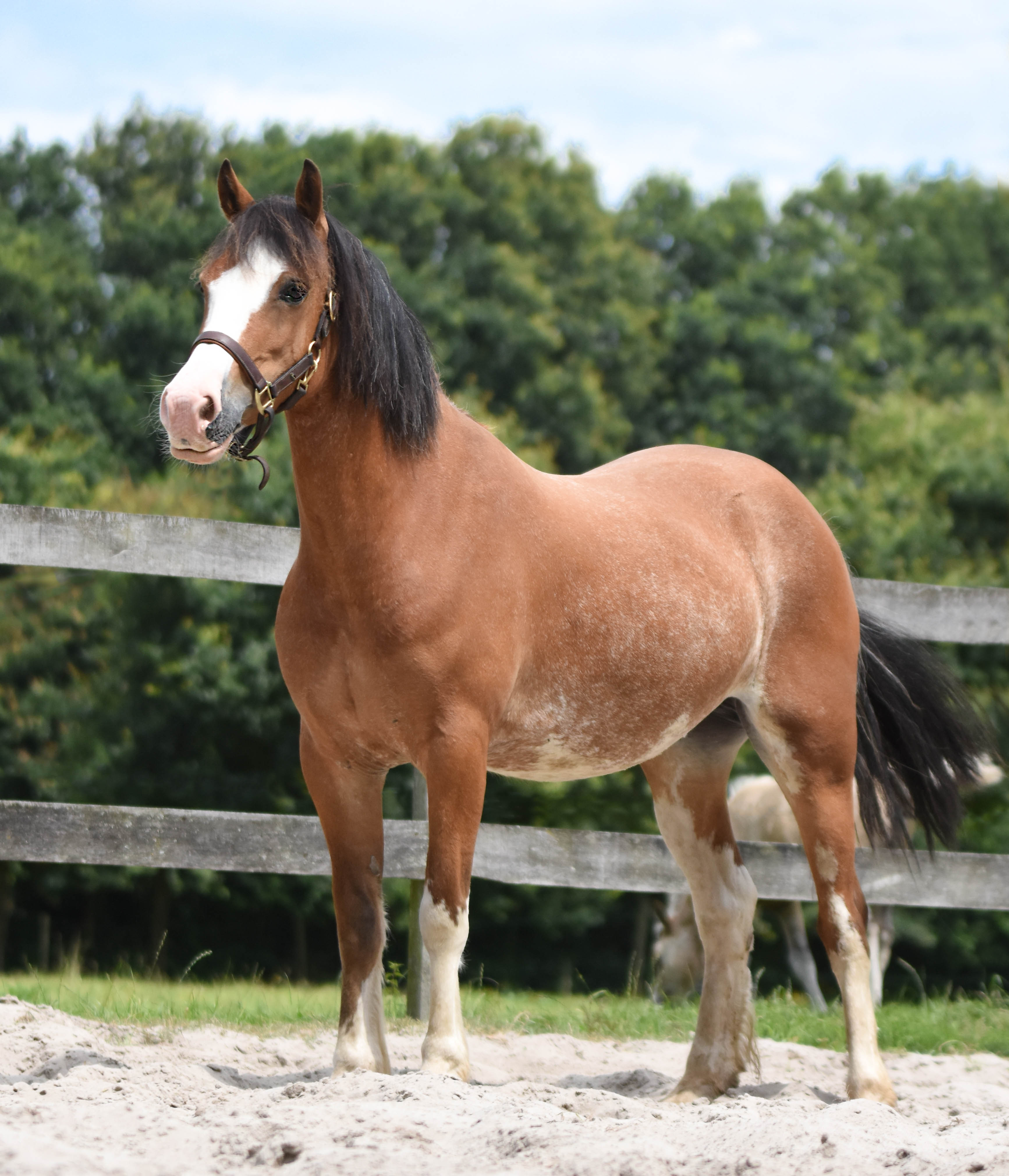 Welsh Cob merrie. | Bokt.nl
