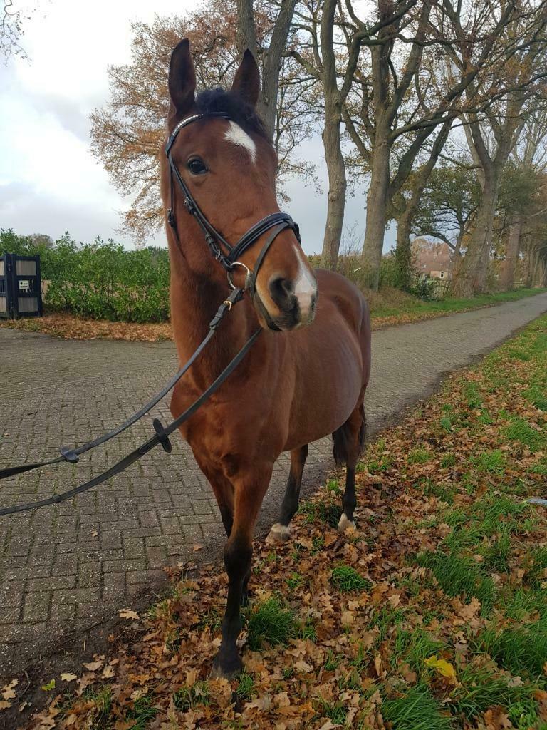 Brave grote D-pony te koop! | Bokt.nl