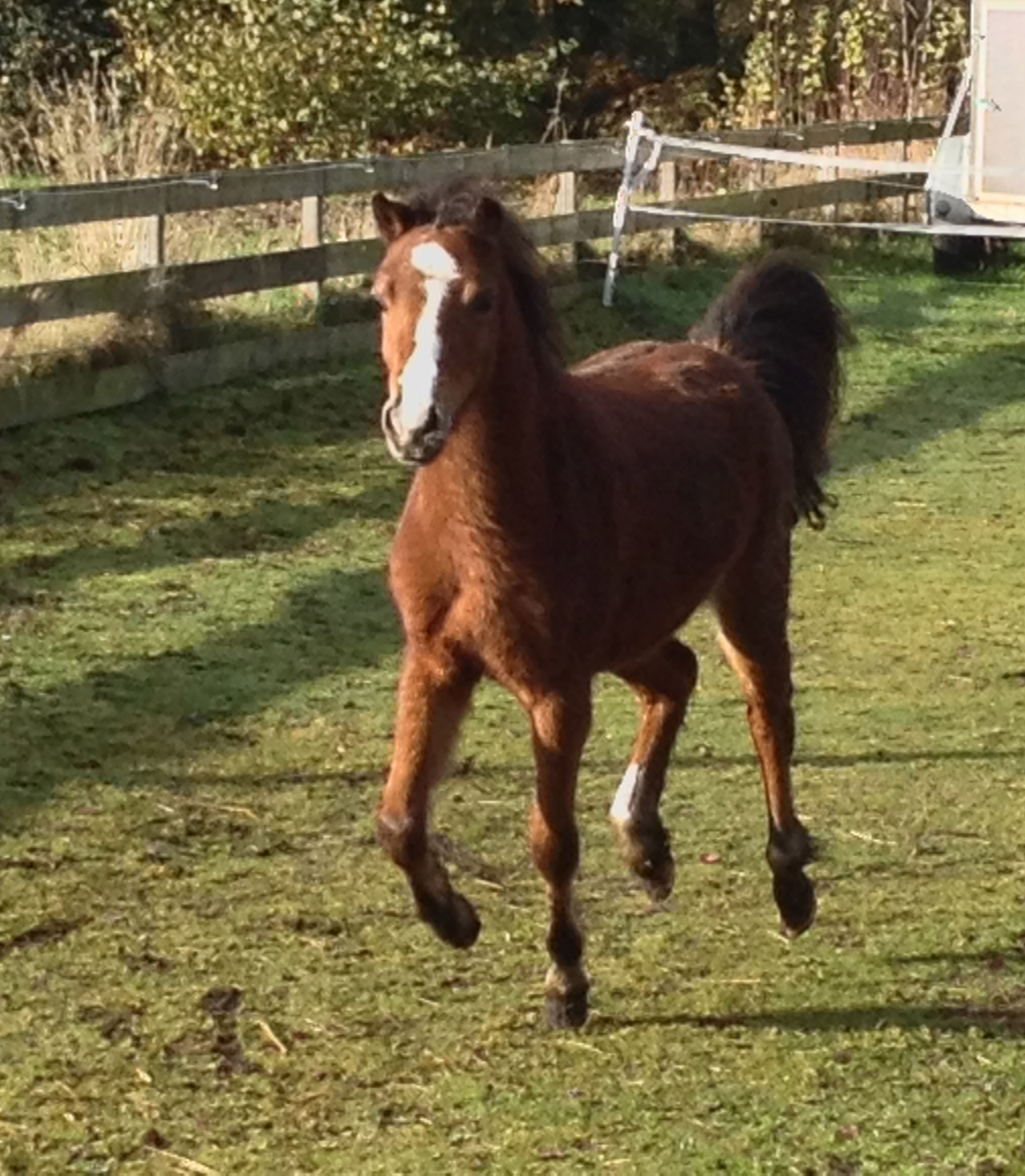 welsh a merrie | Bokt.nl