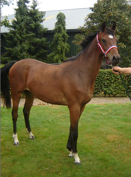 Exclusieve C en D pony's voor onder 't Zadel. Welsh. NRPS. | Bokt.nl