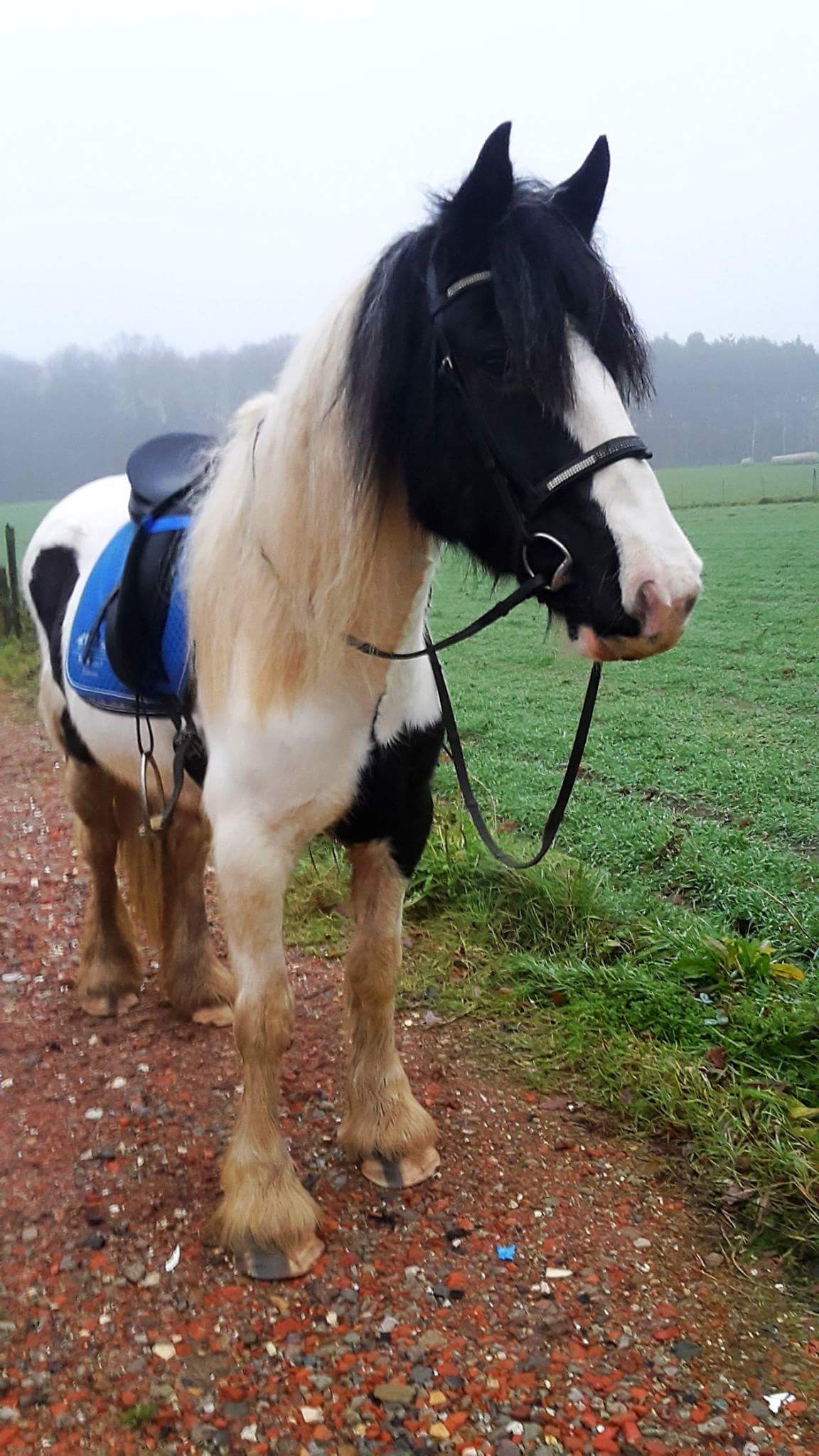 Lieve zachtaardige grote Tinker merrie | Bokt.nl