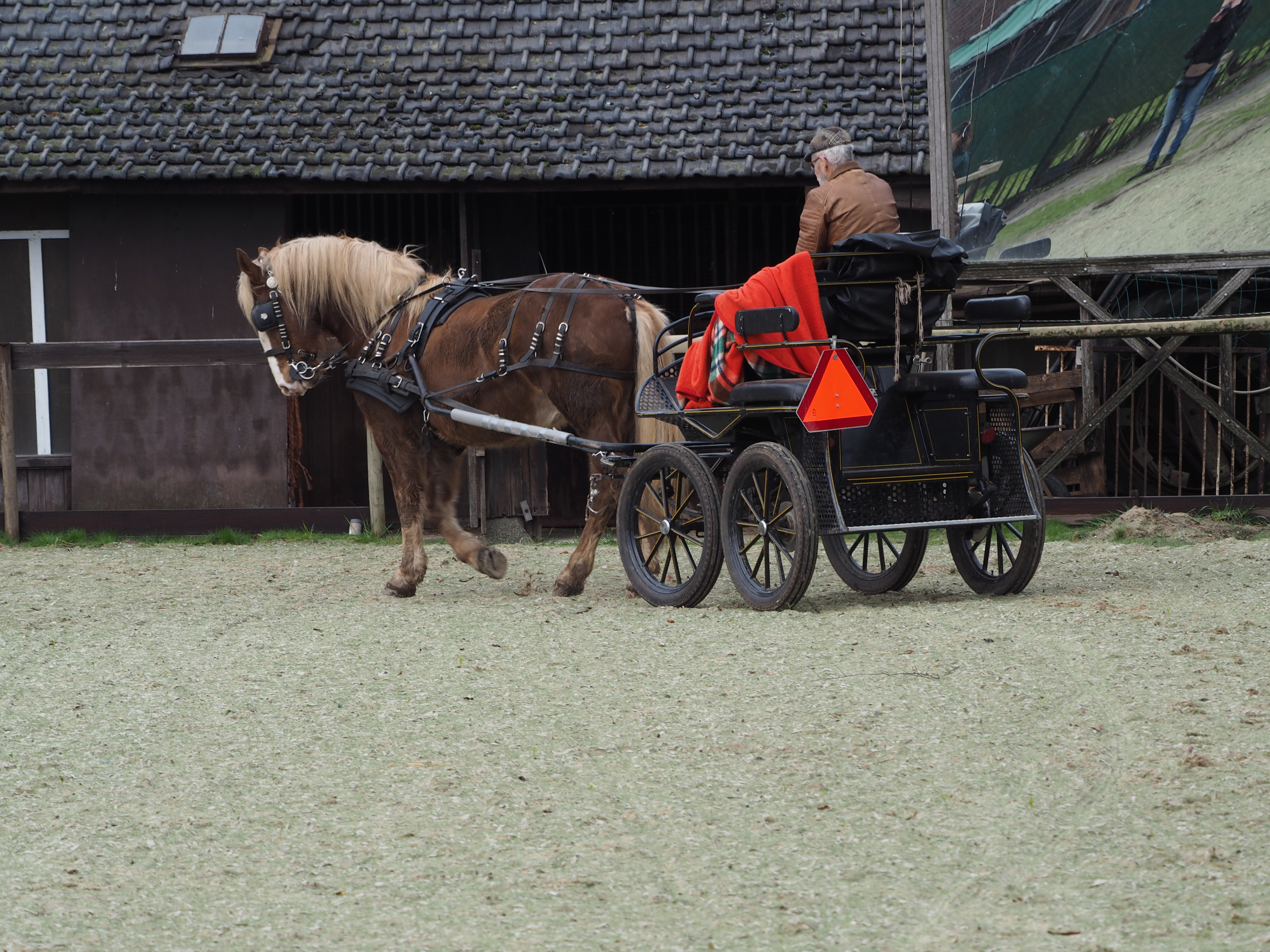 Schwarzwalder Fuchs te koop | Bokt.nl