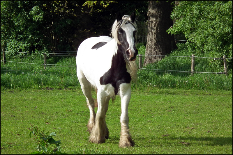 Brave, goed gebouwde Tinker merrie, echte eyecatcher! | Bokt.nl