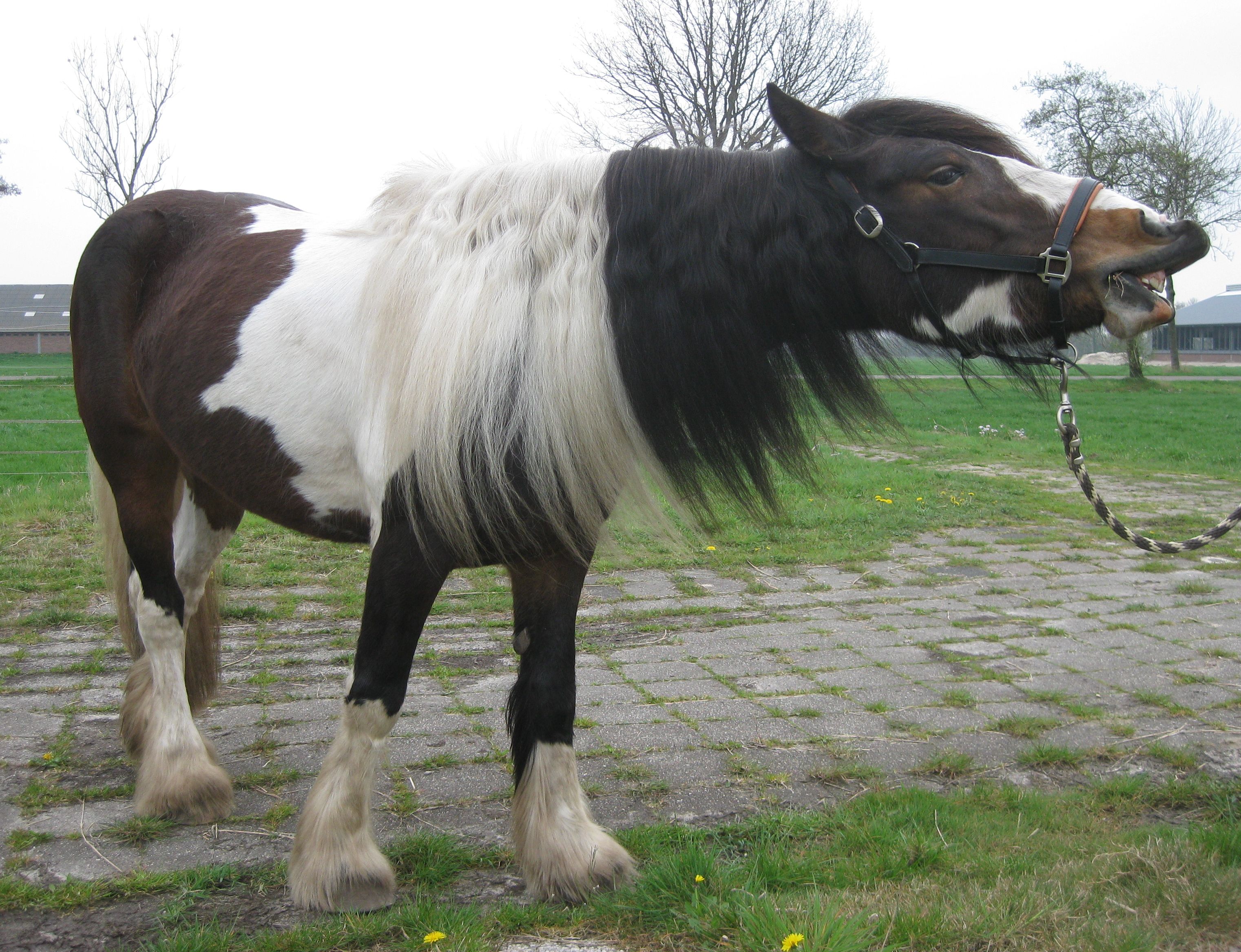 Super lieve driekleur tinker merrie 4 jaar, irish cob | Bokt.nl