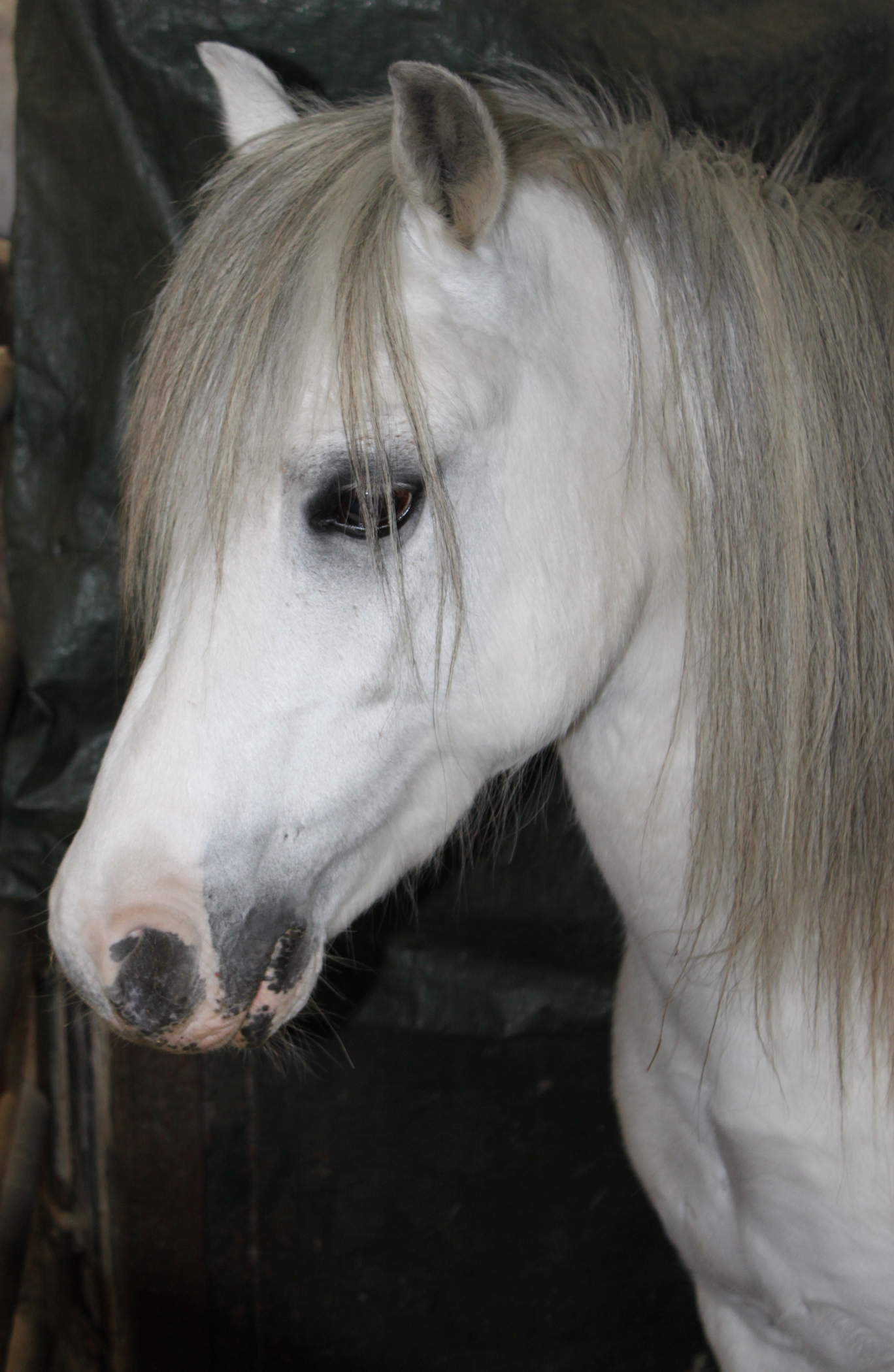 echte super gave lieve betrouwbare kinder sport pony te koop | Bokt.nl