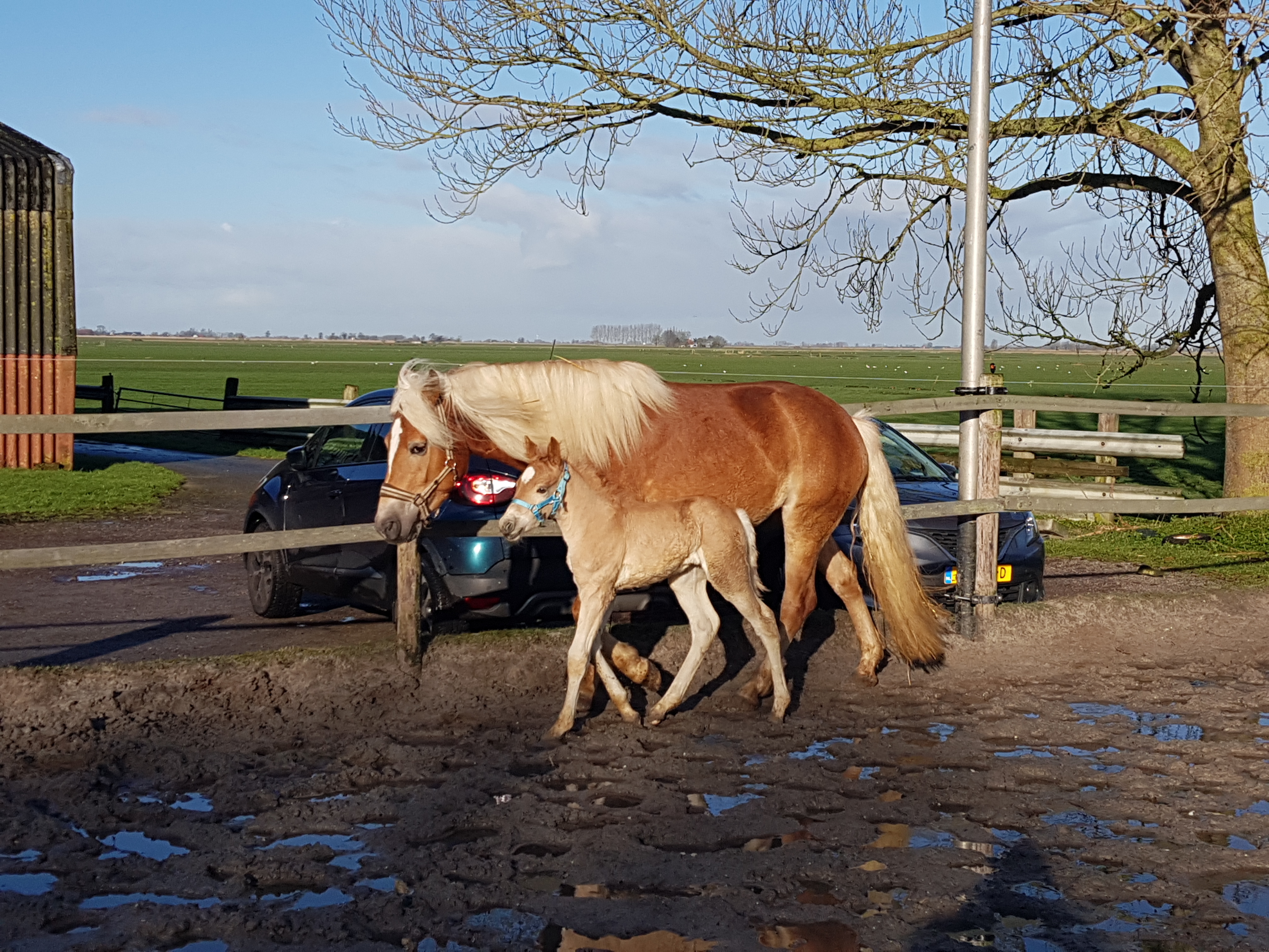 Haflinger hengst veulen liz. Wales × Matcho van de Bosrand | Bokt.nl