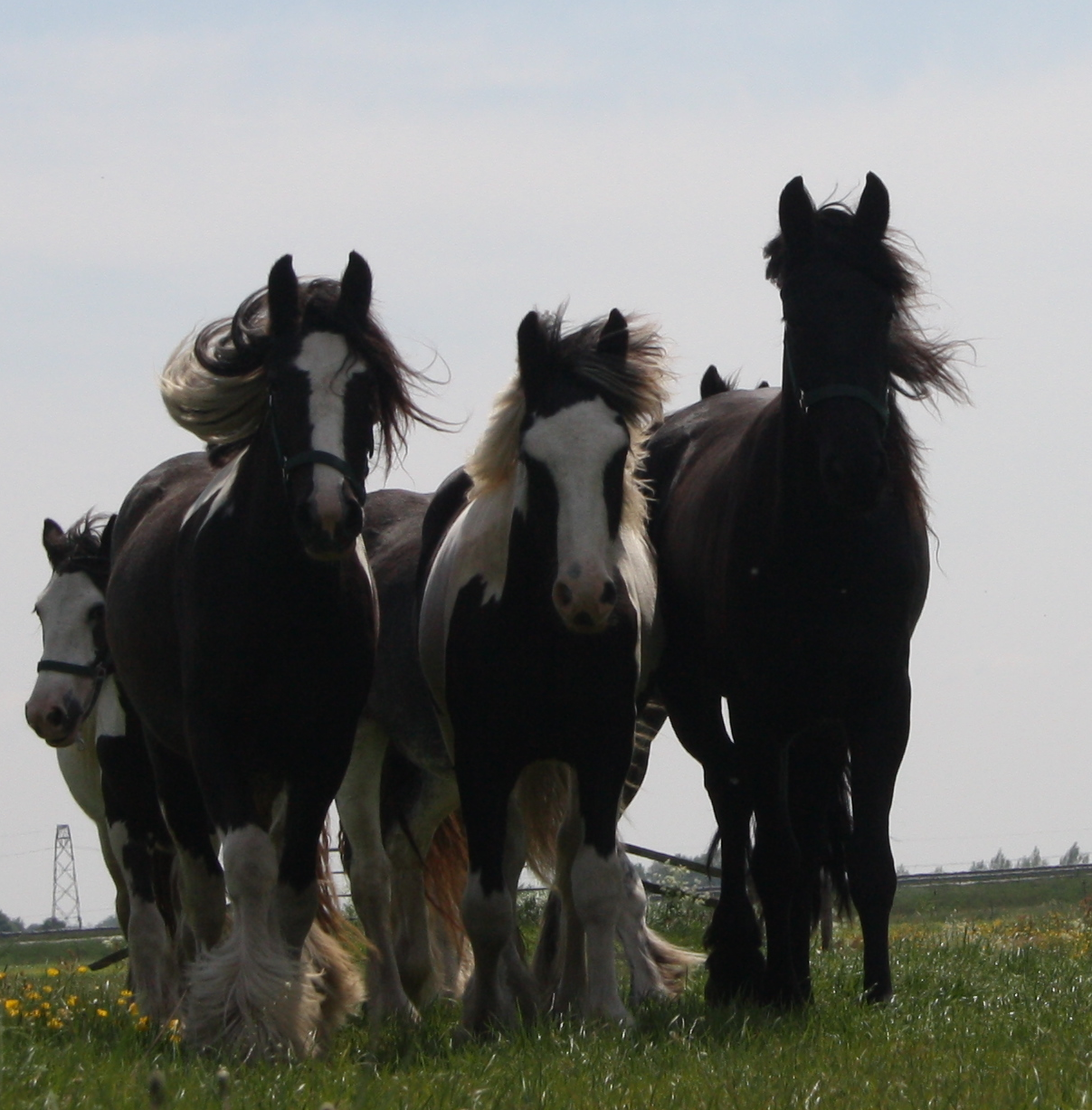5 Prachtige lieve tinker merries en een friese merrie | Bokt.nl