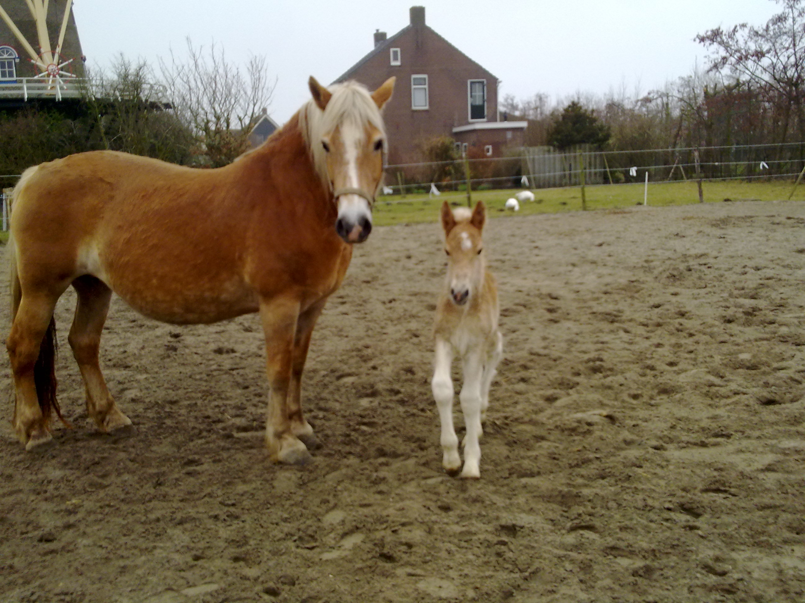 haflinger hengst veulen. | Bokt.nl