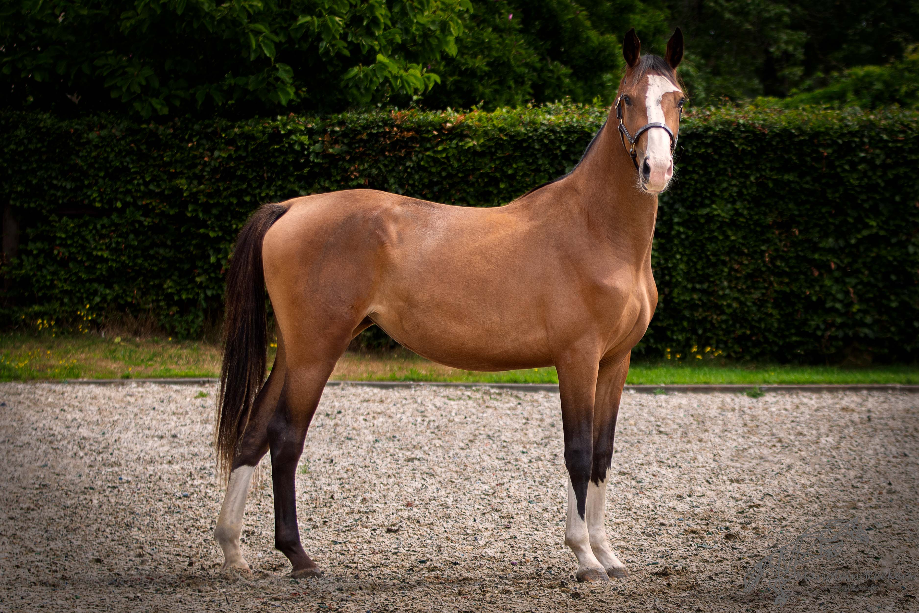 2 jarige allround merrie | Bokt.nl