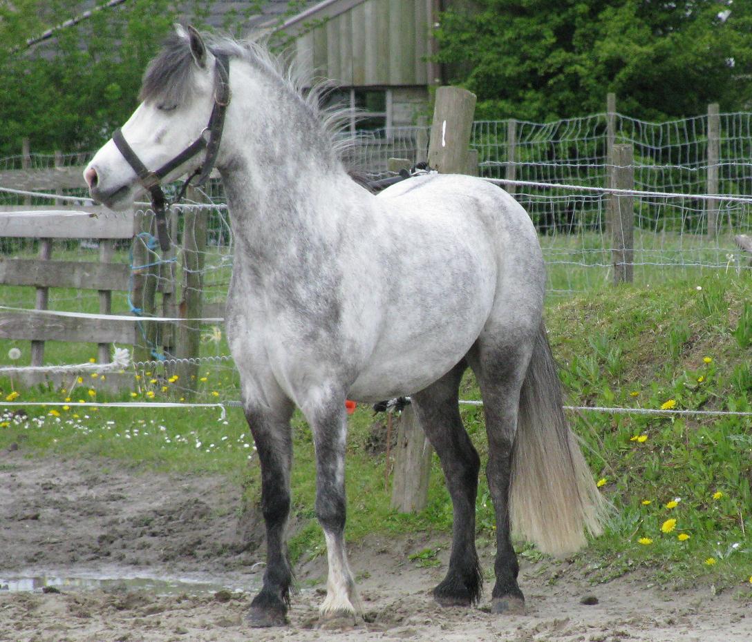 Aangeboden B pony ( tijdelijk )voor bruikleen of te koop | Bokt.nl Aangeboden B pony ( tijdelijk )voor bruikleen of te koop | Bokt.nl