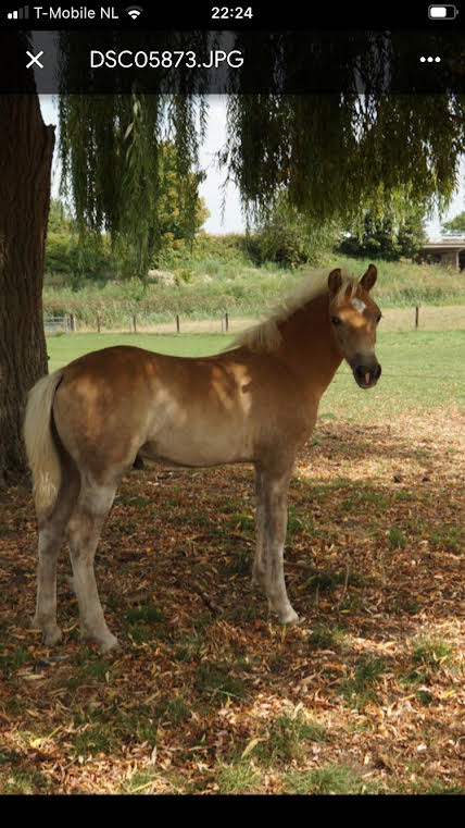 te koop haflinger veulen | Bokt.nl