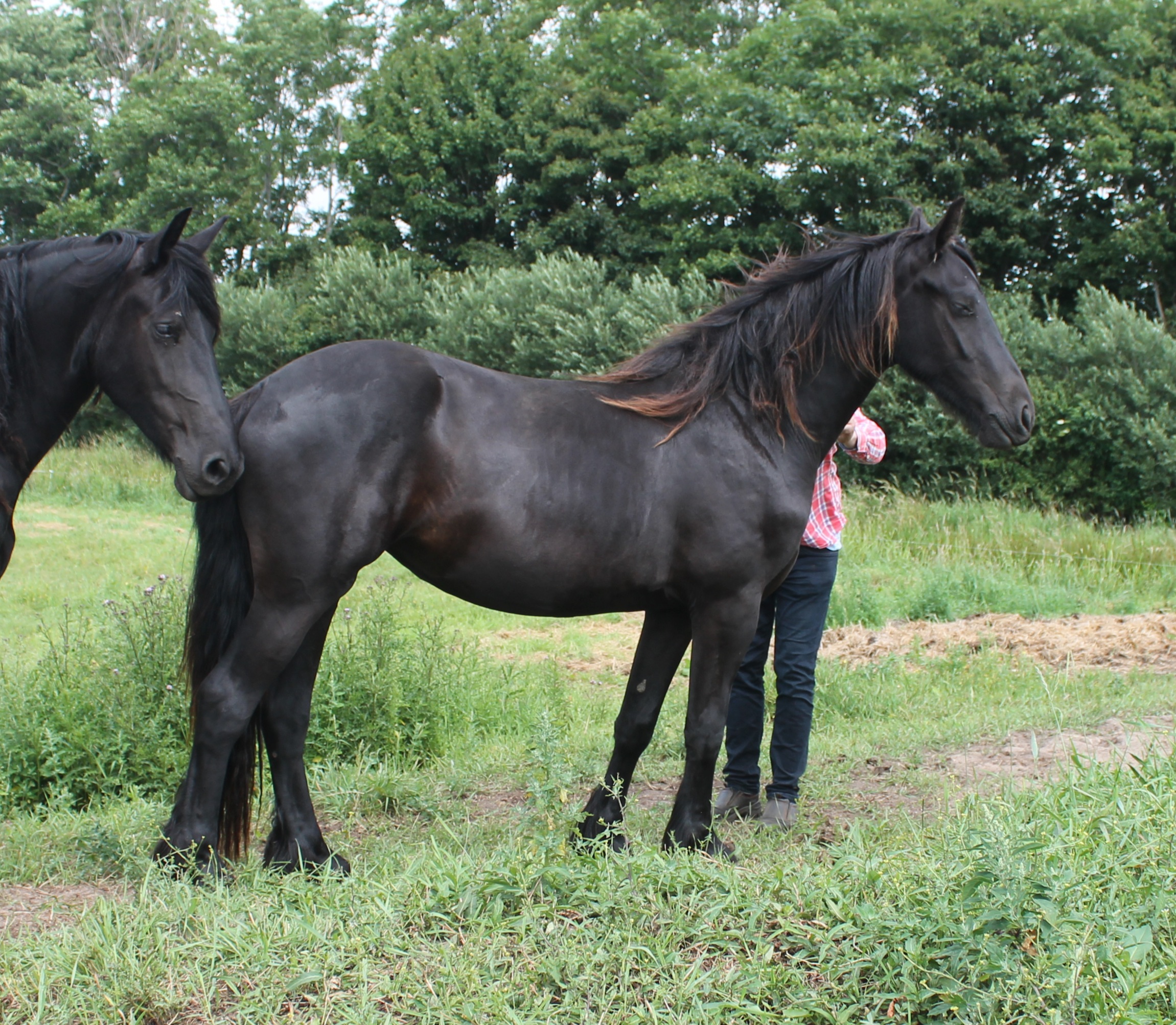 Hele lieve 2j Friese merrie volpapier | Bokt.nl