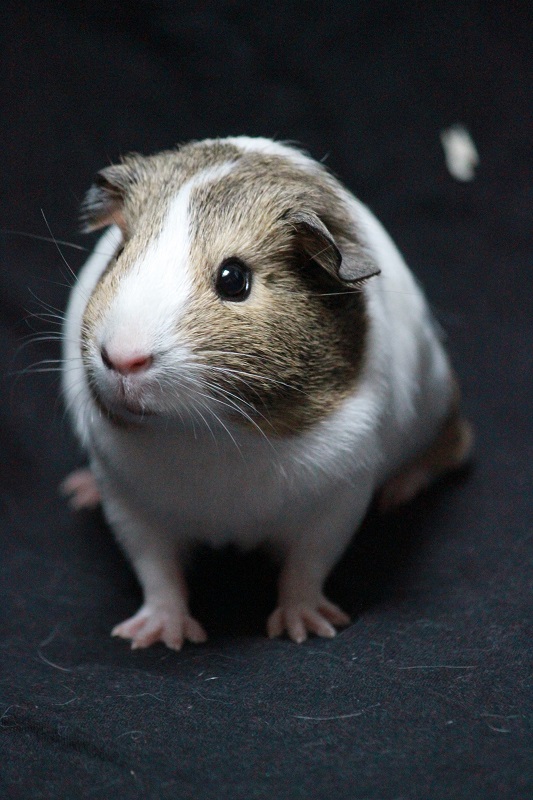 Cavia's 4x Beer / 1x Zeug zoeken goed tehuis! | Bokt.nl