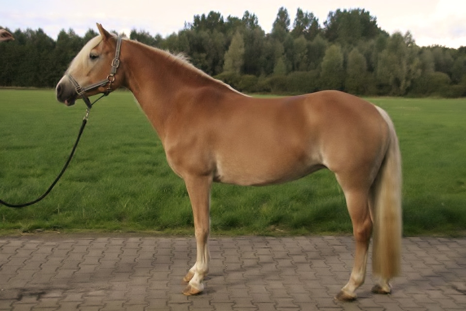 Luxe en mooie Haflinger! Dressuur Springen en Cross | Bokt.nl