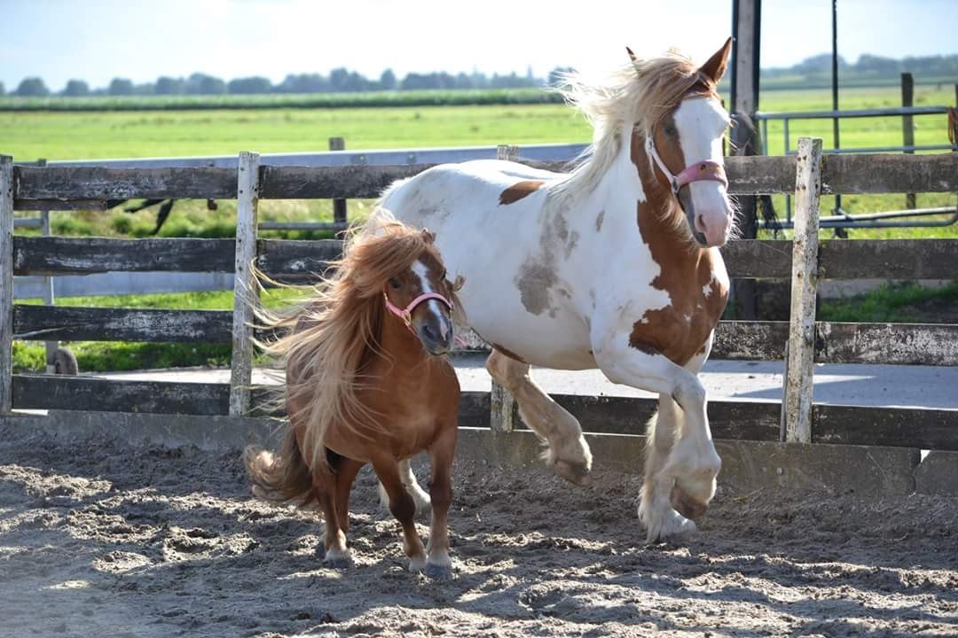 gezocht leuk lief toekomstig buitenritten paardje | Bokt.nl