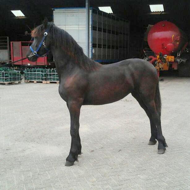 Friese jaarling merrie (Feitse 293 X Maurus 441) | Bokt.nl