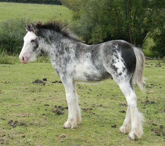 Irish Cob jaarling hengst Blue Blagdon | Bokt.nl