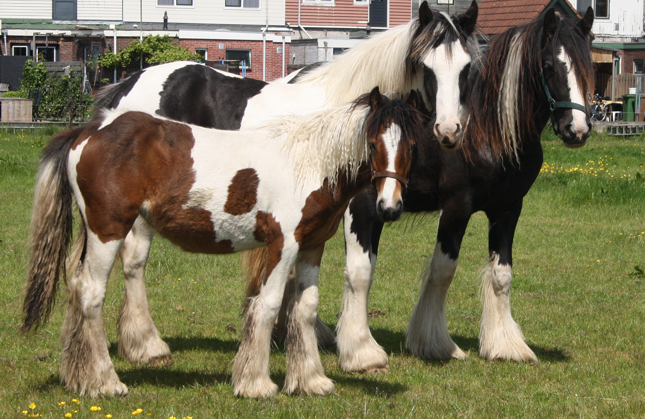 5 Prachtige lieve tinker merries en een friese merrie | Bokt.nl