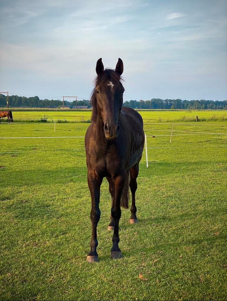 Lieve Franse Draver Ruin 6 jr. | Bokt.nl