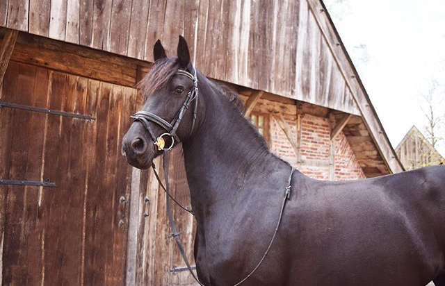 Bijrijdster gezocht voor Arabo-Fries Rika | Bokt.nl