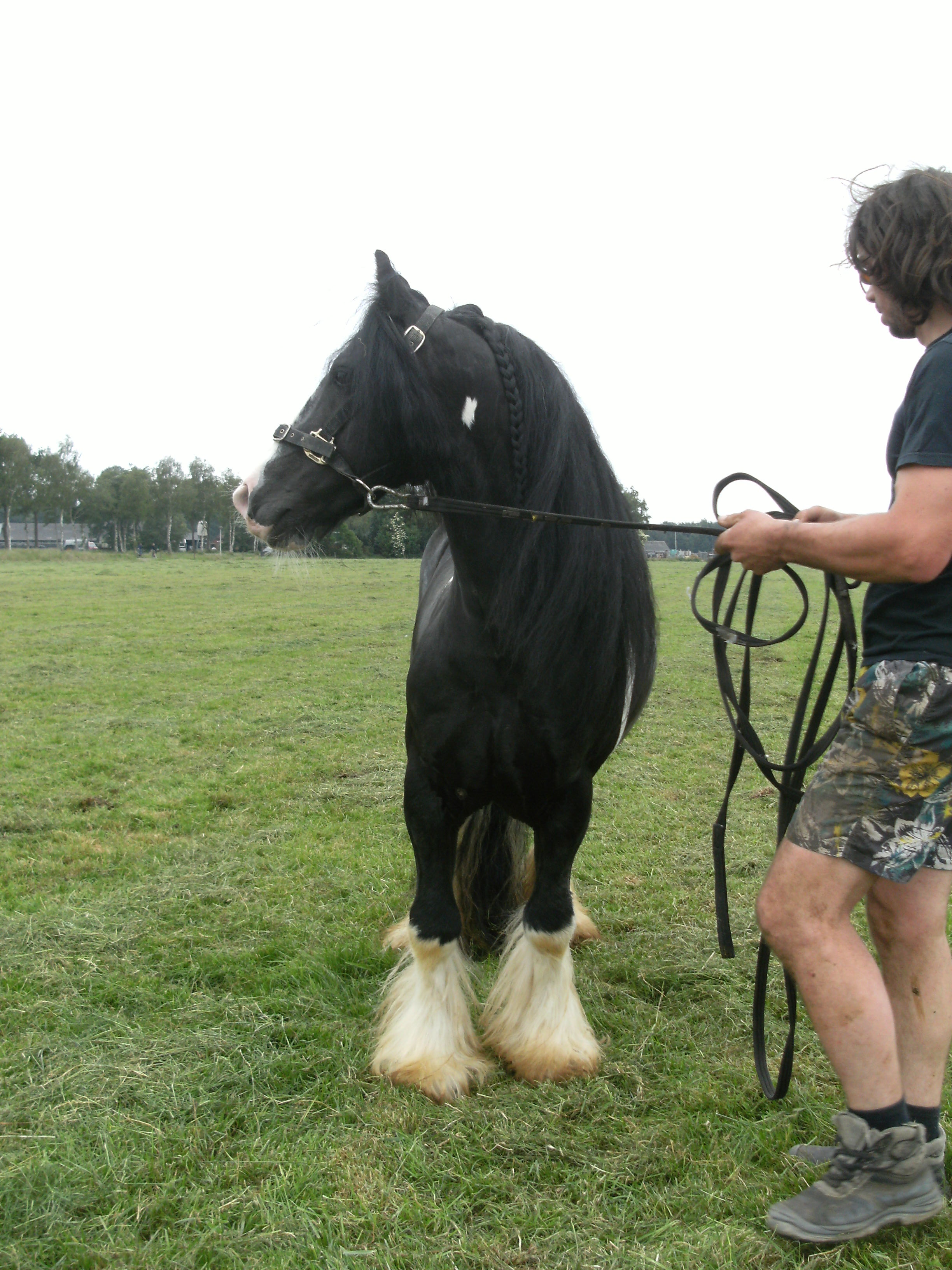 MINI tinker - Irish Cob | Bokt.nl