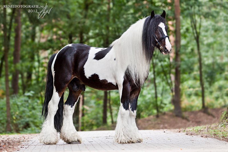 Prachtige goedgekeurde irish cob / tinker dekhengst te koop | Bokt.nl