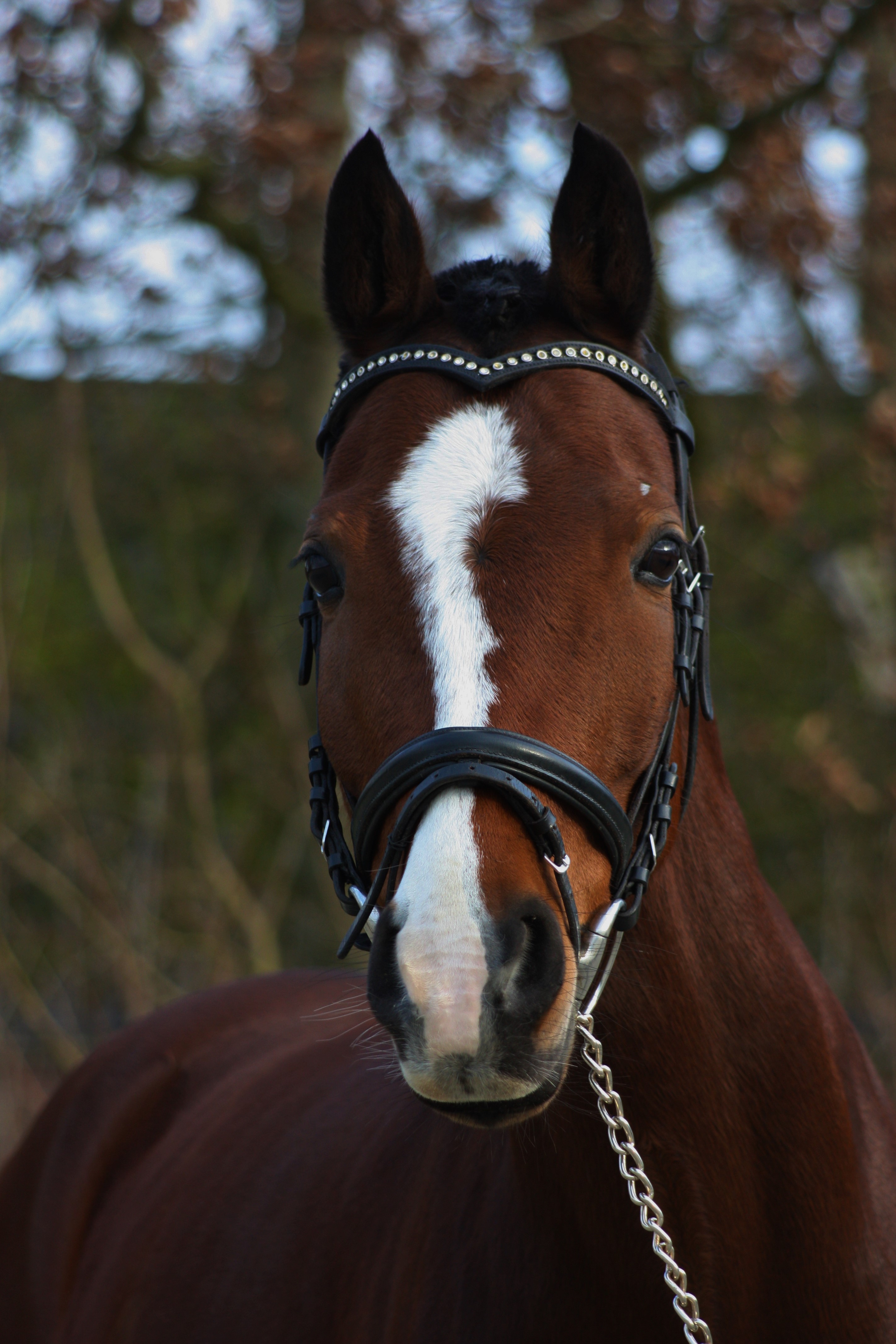 Prachtige NRPS D-pony | Bokt.nl