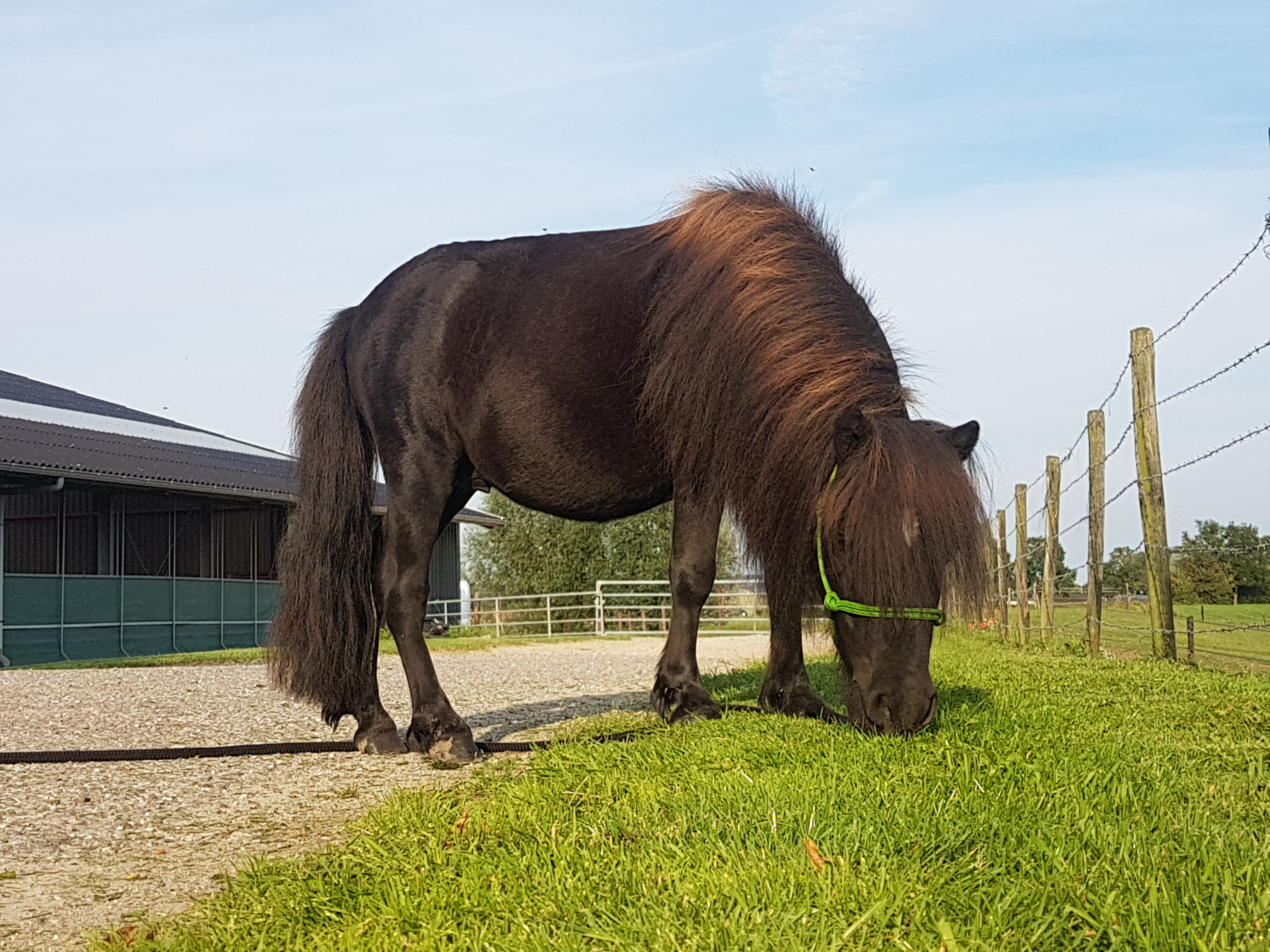 mini shet hengstje | Bokt.nl