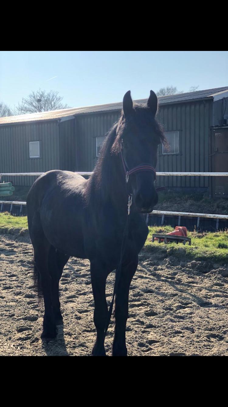 Mooie arabo Friese hengst te koop | Bokt.nl