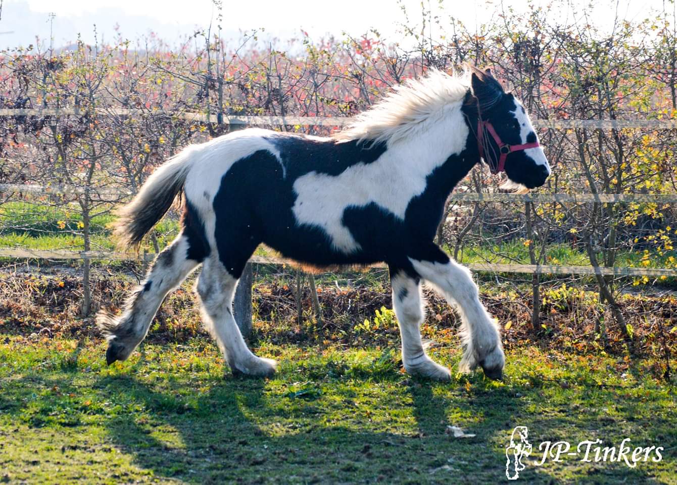 Mooie tinker dame | Bokt.nl