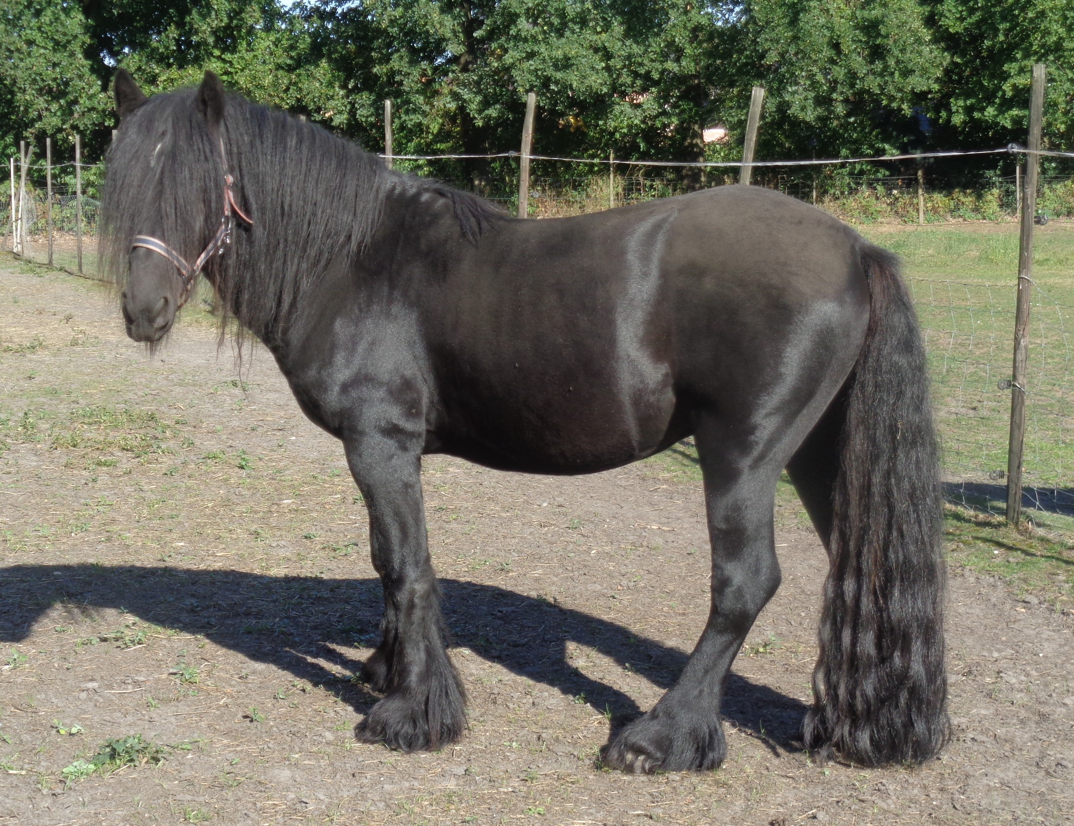Fell pony, echte black beauty | Bokt.nl