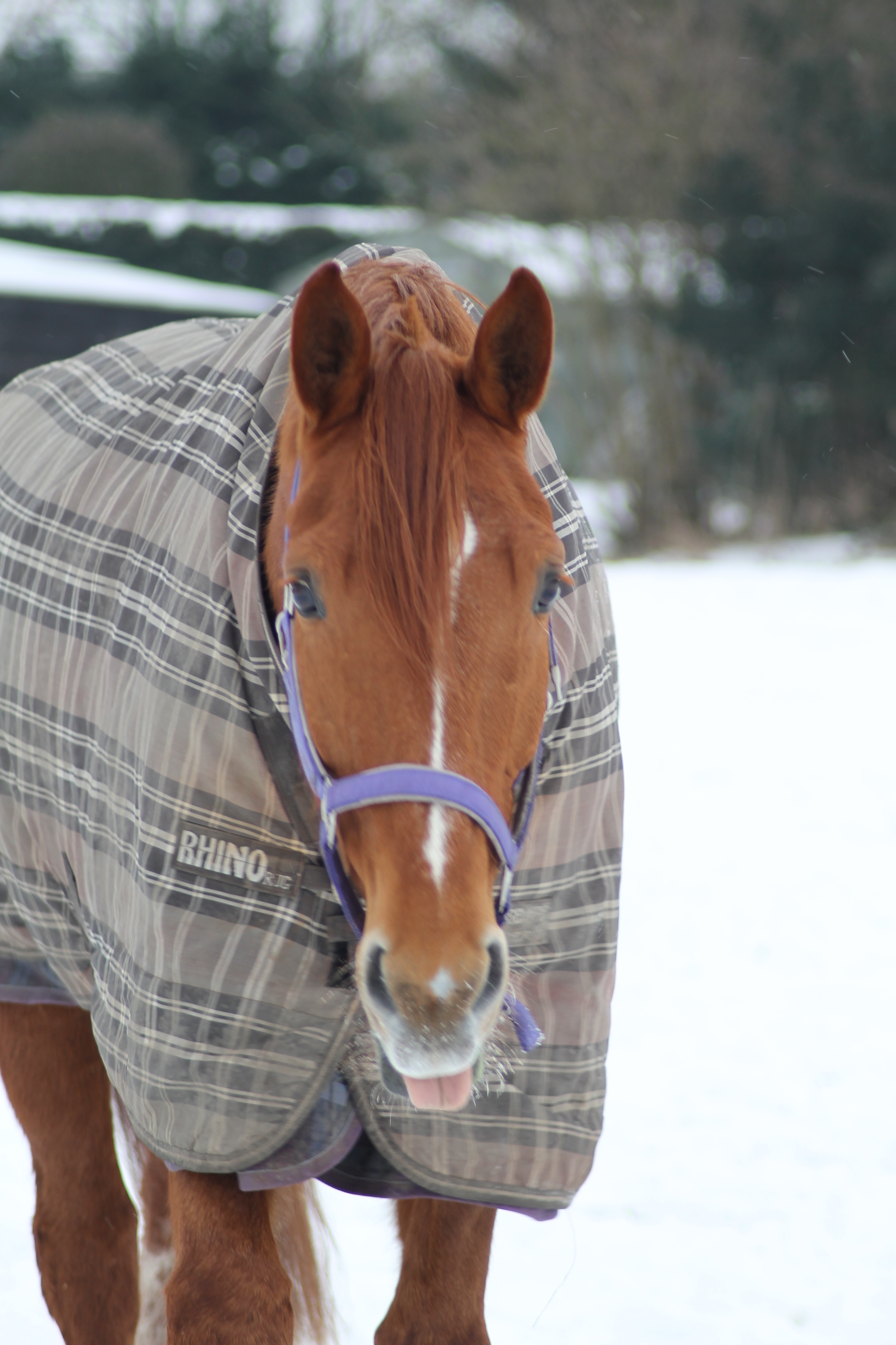 Mooi groot dressuur paard | Bokt.nl