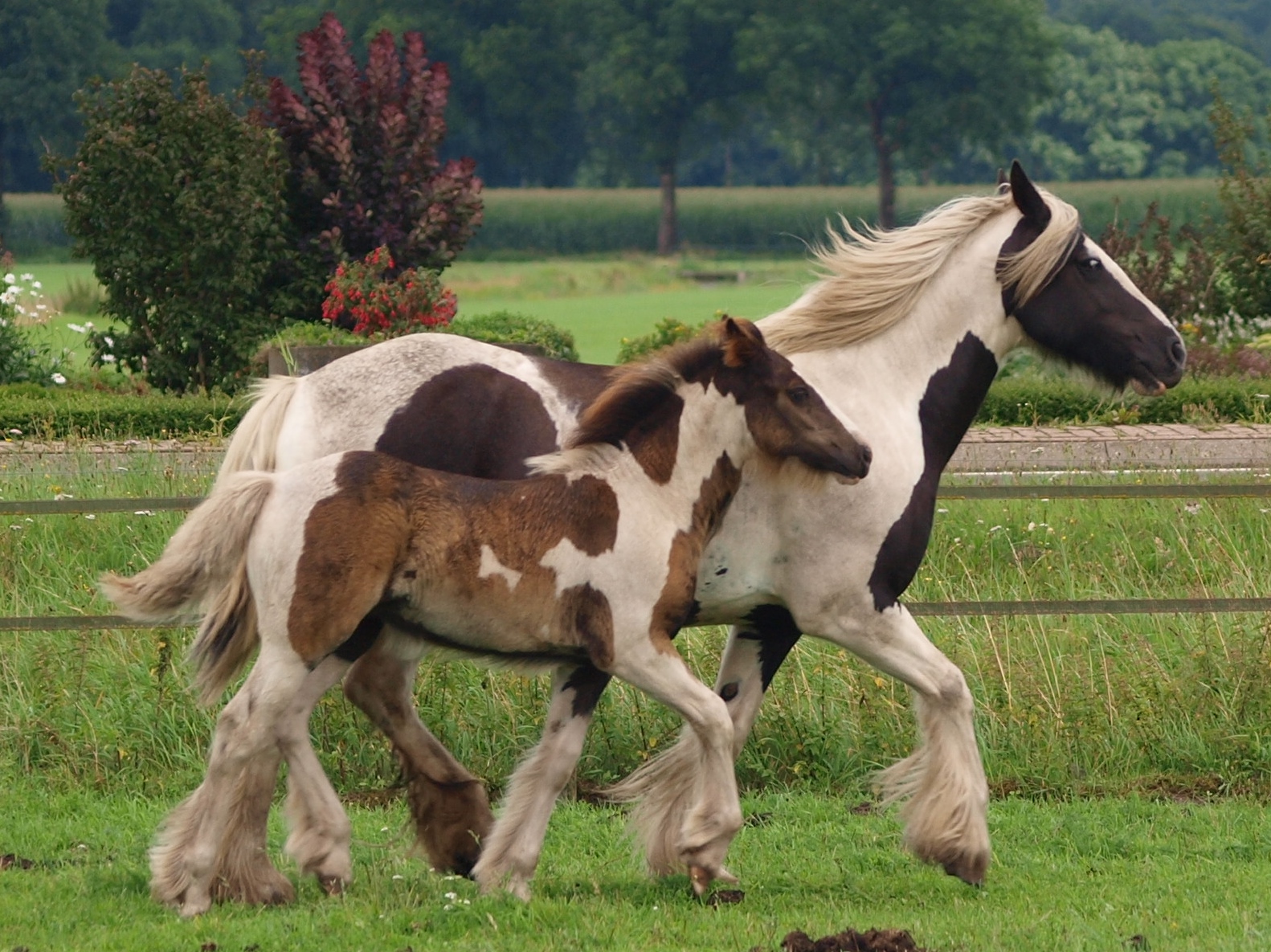 Te koop: mooie tinker merrie veulen | Bokt.nl