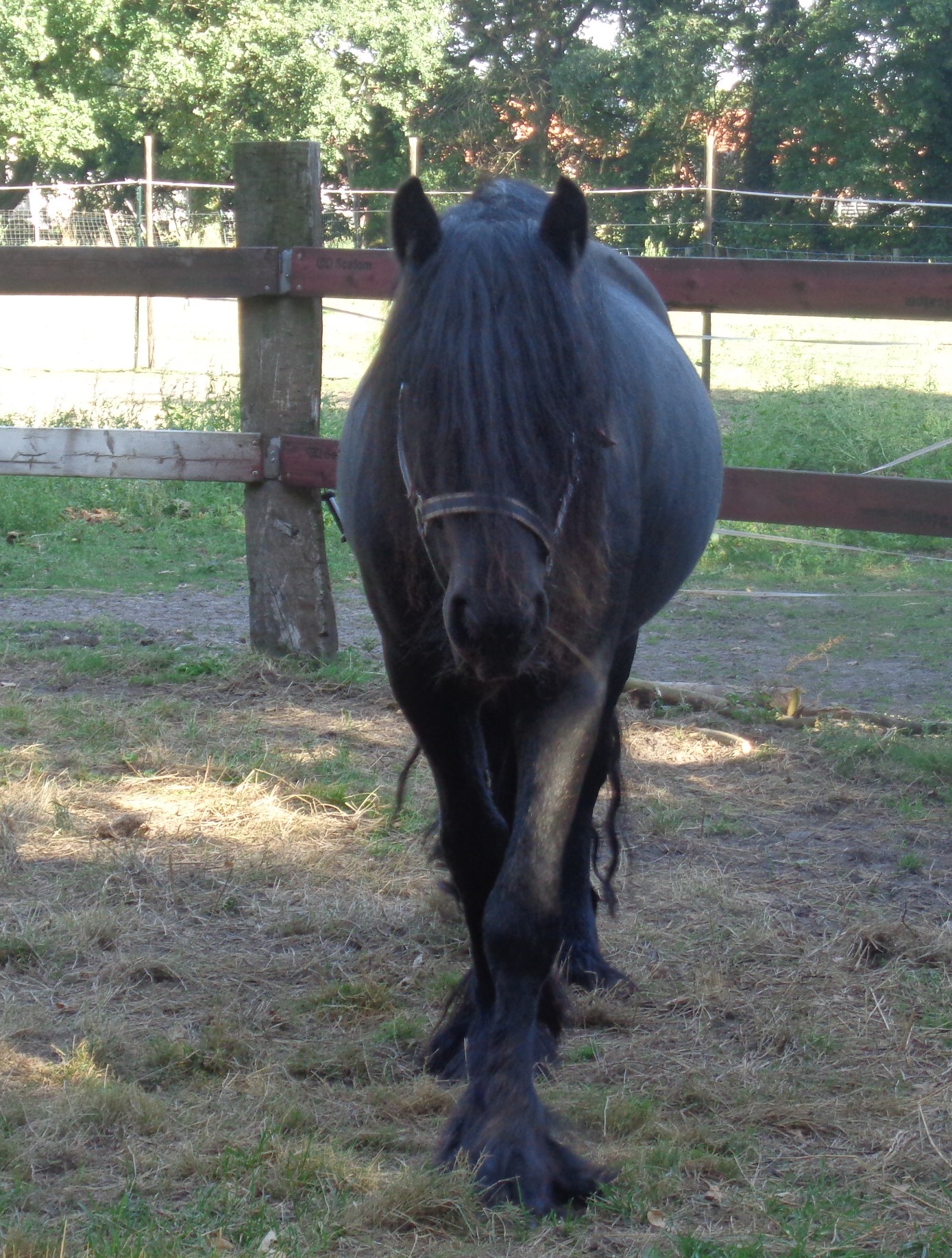 Fell pony, echte black beauty | Bokt.nl