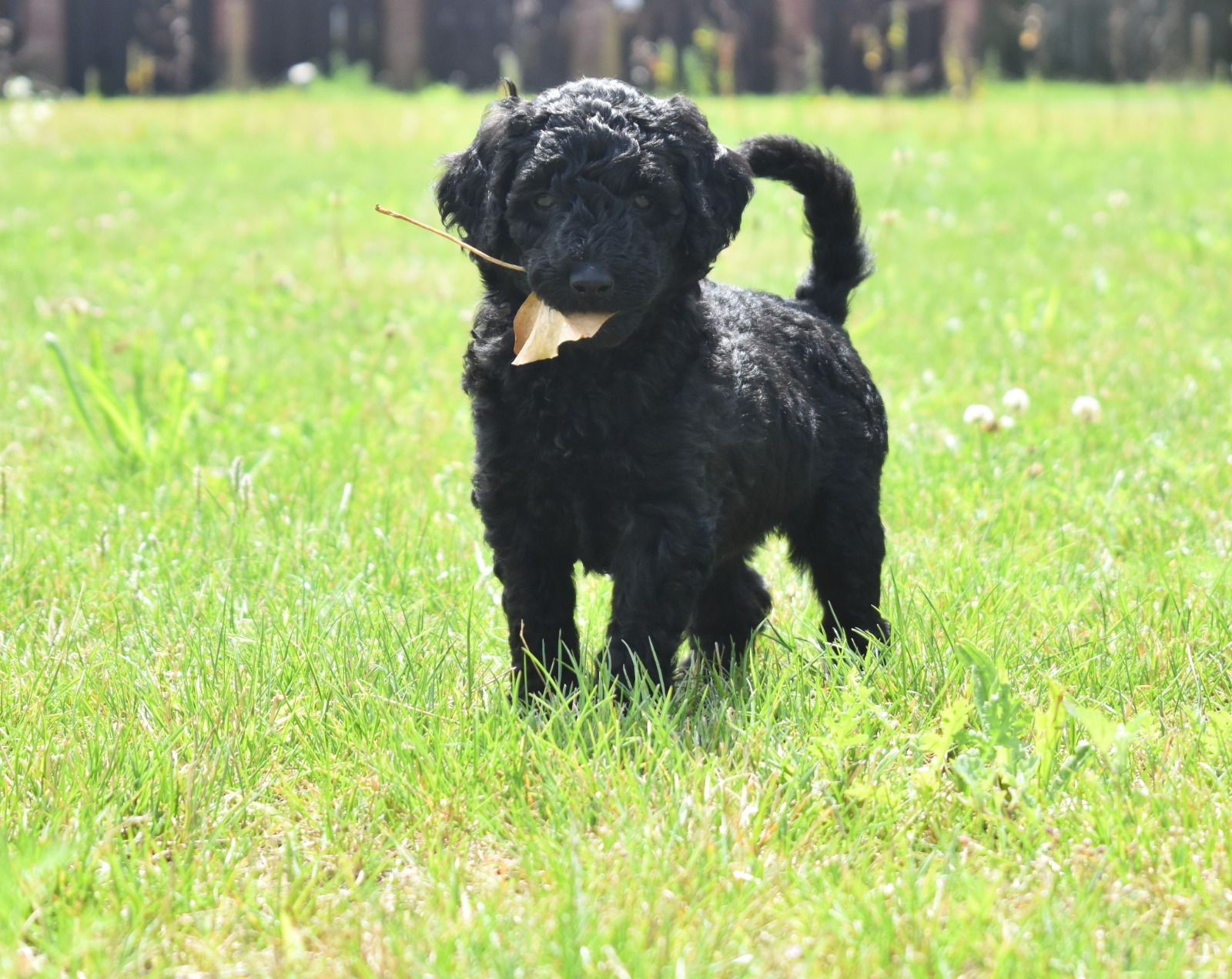 F4 multigen Labradoodle pups zoeken goed huisje | Bokt.nl
