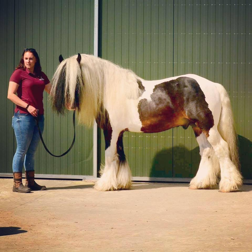 Irish Cob / Tinker hengst | Bokt.nl