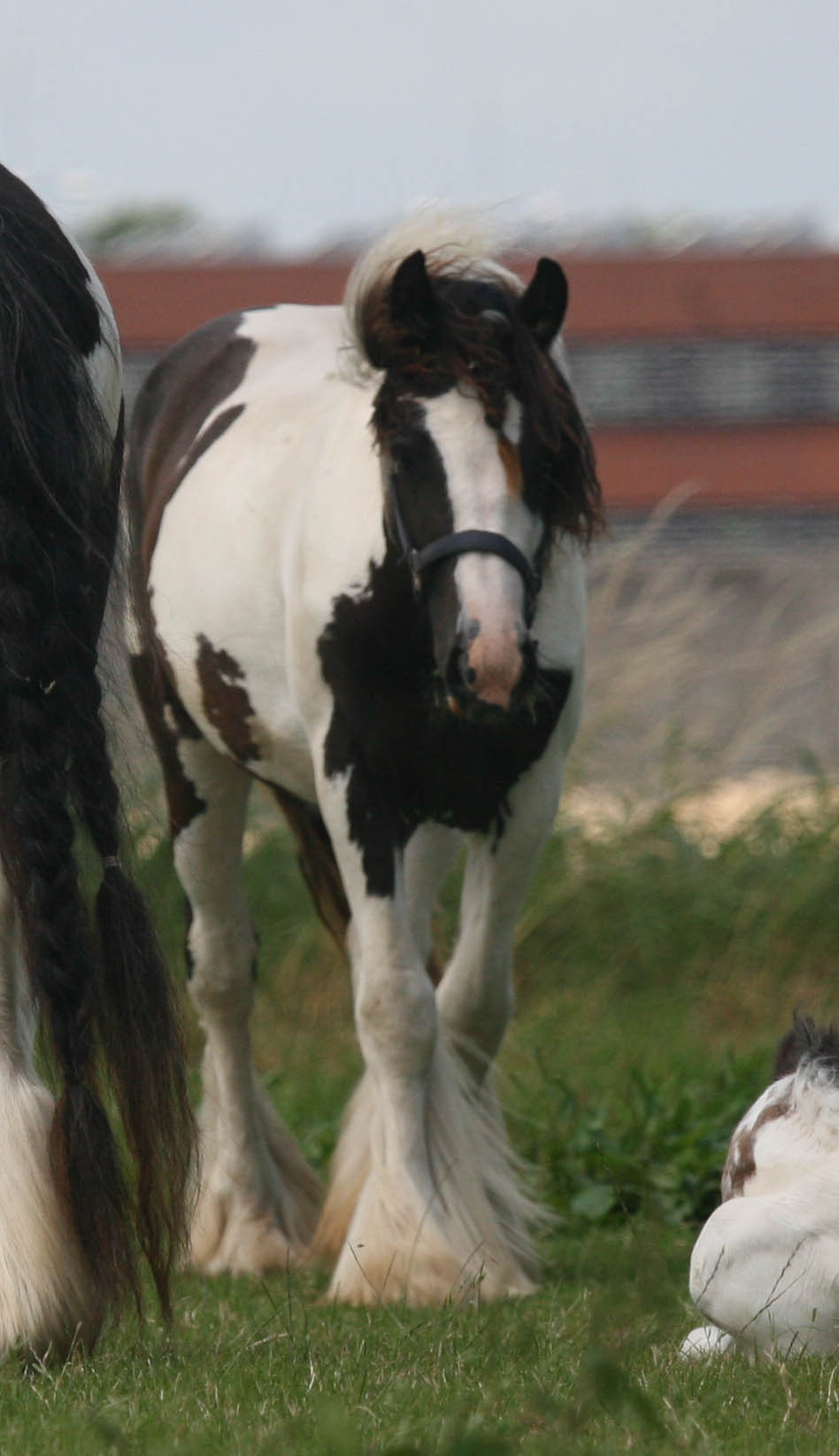 Tinker hengst veulen en Tinker merrie jaarling | Bokt.nl
