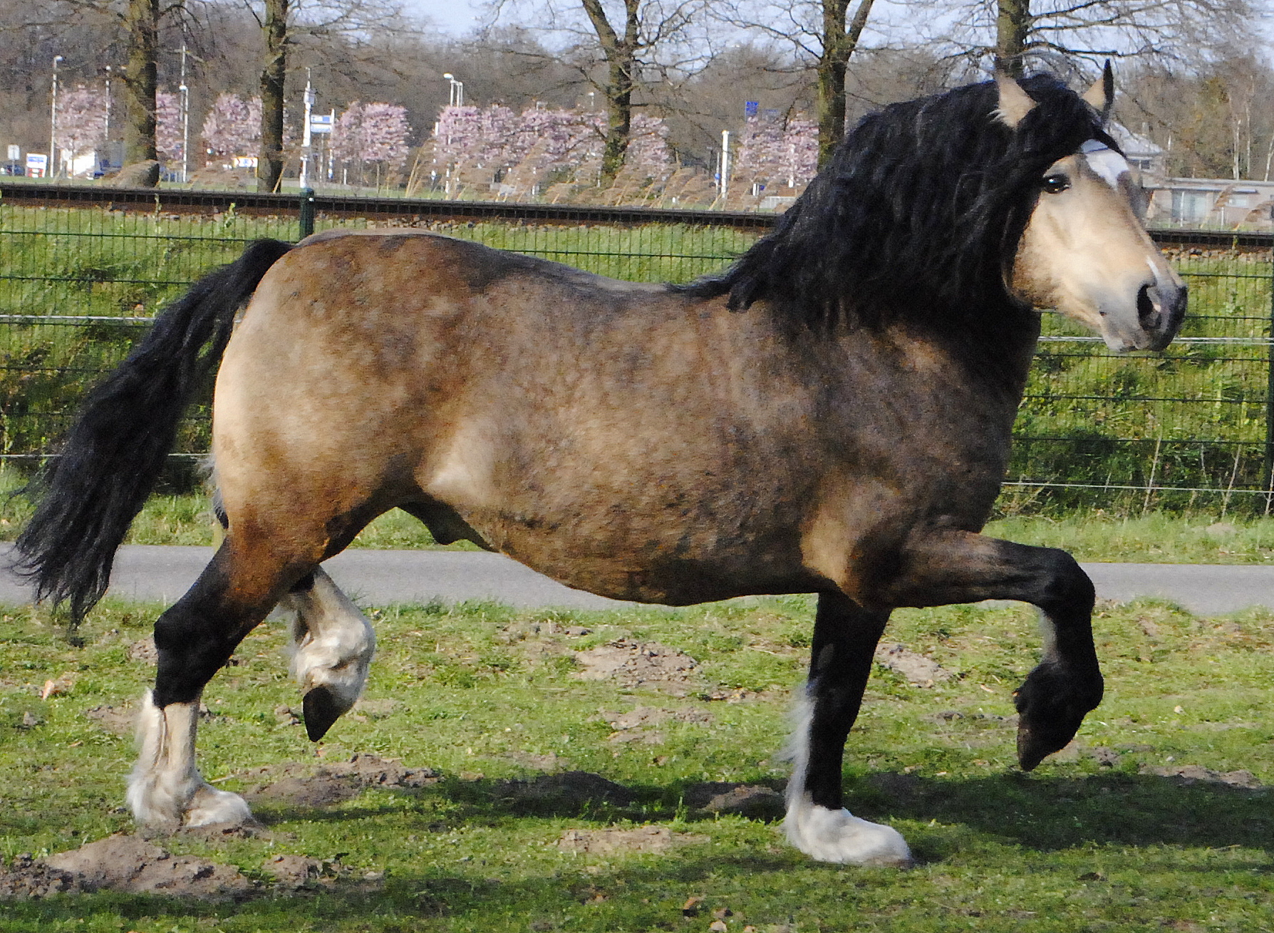 Buckskin Welsh Cob hengst ter dekking. | Bokt.nl