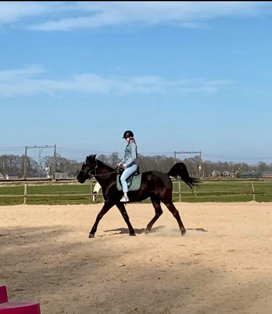 Lieve Franse Draver Ruin 6 jr. | Bokt.nl