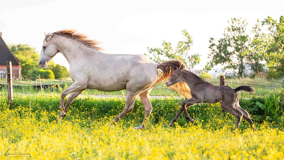 Rocky Mountain Horse hengst veulen | Bokt.nl